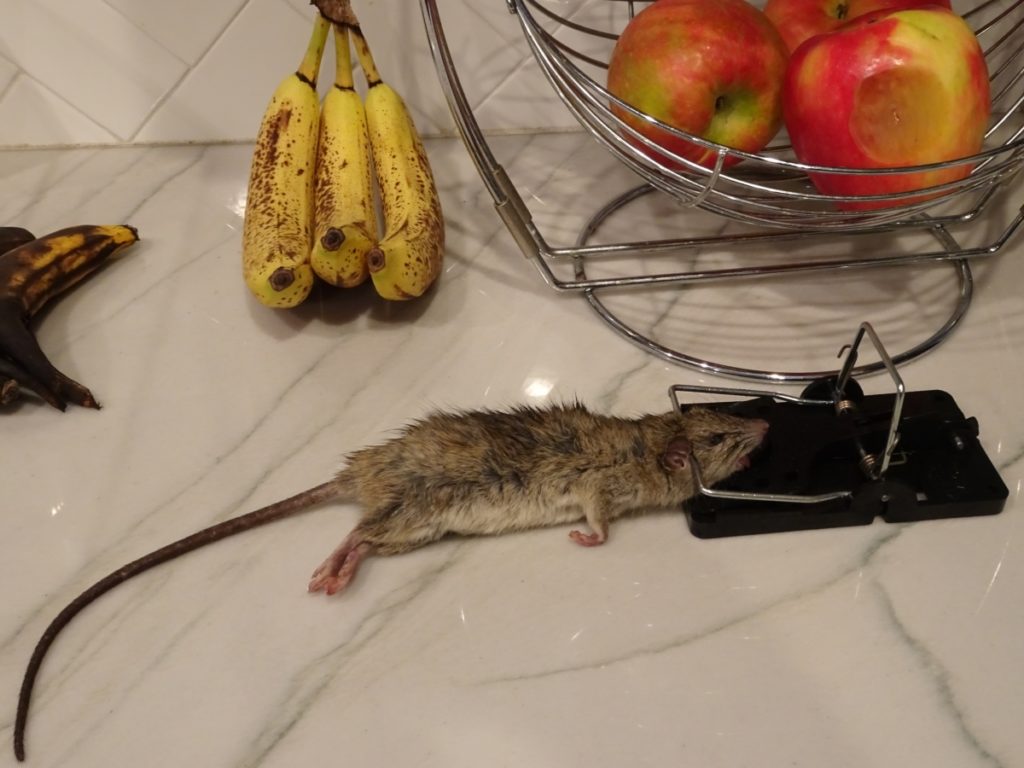 How Do Rats Choose What To Eat Rat Poison Facts How Do Rats Choose What To Eat Rat Poison Facts
